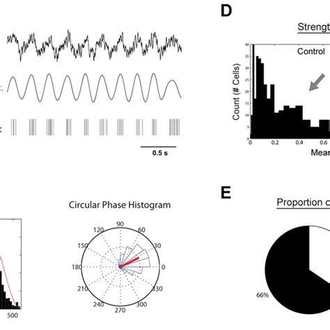 Reduced Phase Locking Of Msdb Units To Hippocampal Theta Rhythm Ab