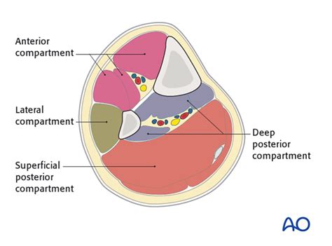 Approach To The Anteromedial Surface Of The Tibia