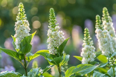 Tout Savoir Sur L Eupatoire La Vivace Florissante Qui Embellit Votre