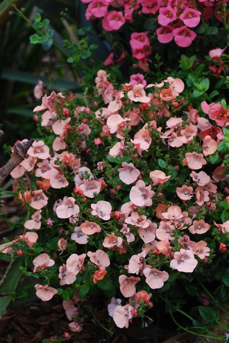 Websiteplants2087609210imagesgallerydcssalmon030