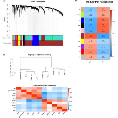 Schematic Diagram Of Long Non Coding Rna Lncrna Function 1 Lncrna Download Scientific