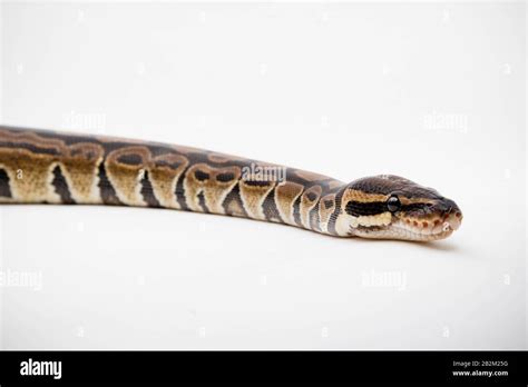 a royal ball python python regius isolated on a white background