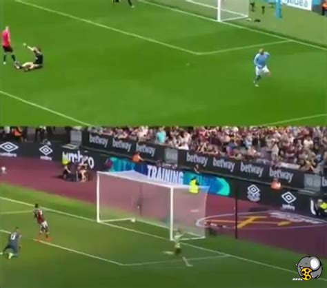 گل های شبیه به هم هالند فیلو