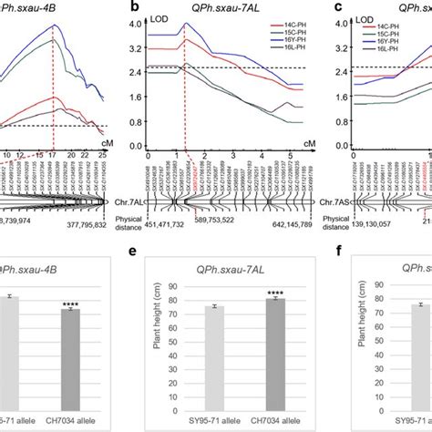 Genetic And Physical Maps Of Qtl For Plant Height Ac Mapping Of The