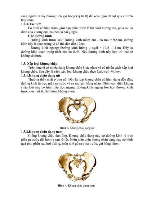 Gi I Ph U Sinh L V B Ph N Sinh D C N Doc