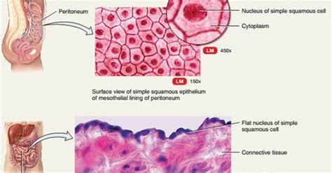 Classification Types Of Epithelial Tissue All About Epithelial Tissues