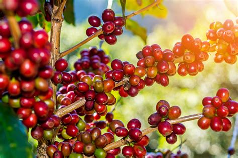 치 앙 라이 태국 북쪽에서 나무에 100 유기농 아라비 카 커피 콩 0명에 대한 스톡 사진 및 기타 이미지 0명 갈색