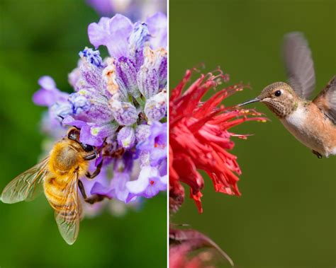 Plants To Attract Pollinators Butterfly Favorites Complete Gardening