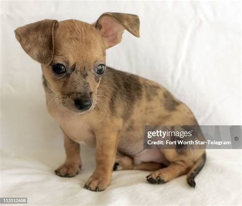 Chiweenie Photos And Premium High Res Pictures Getty Images