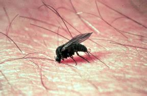 Blackflies Are Out And At It In Southern Michigan Msu Extension