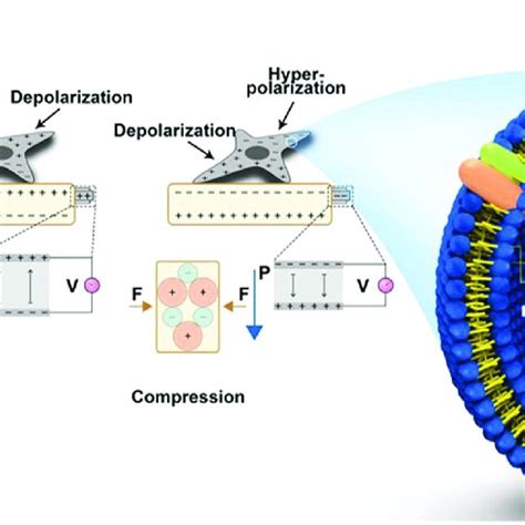 The Classification Of Nerve Injury By Seddon And Sunderland Download