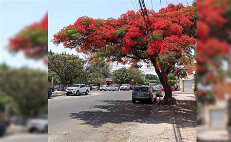 Árboles De Guadalajara Cuáles Son Las Especies Más Comunes Grupo Milenio