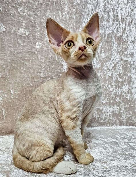 11 Unusual Cornish Rex Coat Colors And Markings