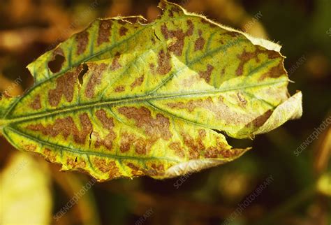 Stem Canker On Soybean Leaf Glycine Max Stock Image B2650154 Science Photo Library