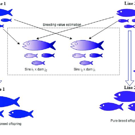 Modified Reciprocal Recurrent Selection Rrs In Fish Download