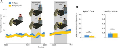 Analysis Of Gaze Modulated Mn Population In Relation To Gaze Shift A Download Scientific