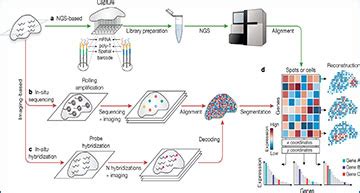 Spatial Transcriptomic Technologies And Available Paths For Analysis RNA Seq Blog