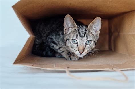 젊은 유럽 짧은 머리 고양이 재생 및 종이 가방에 숨어 고등어 태비 코트 색상입니다 귀여운 작은 장난 새끼 고양이 공간을 복사합니다 Generic에 대한 스톡 사진 및 기타