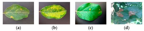 Symmetry Free Full Text Identification Of Apple Leaf Diseases Based On Deep Convolutional