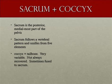 05 The Axial Skeleton English Ppt