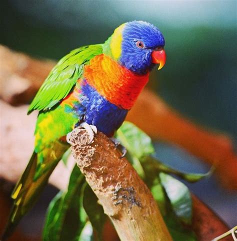 Rainbow Lorikeets