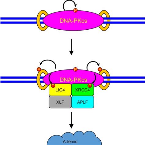 Principal Scheme Of Non Homologous End Joining In Human Cells Dsb Ends Download Scientific