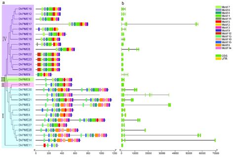 conserved motif and gene structure analyses of pme genes in d kaki