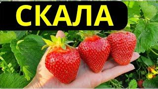Клубника Скала: отзывы, описание сорта, фото, видео, отзывы ...