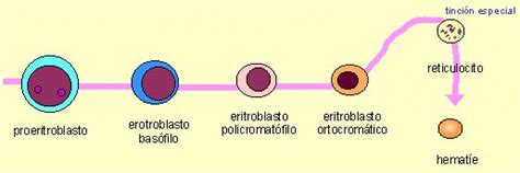Fichero Hematología Células Sanguíneas De La Línea Roja