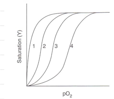 Myoglobin And Hemoglobin Flashcards Quizlet