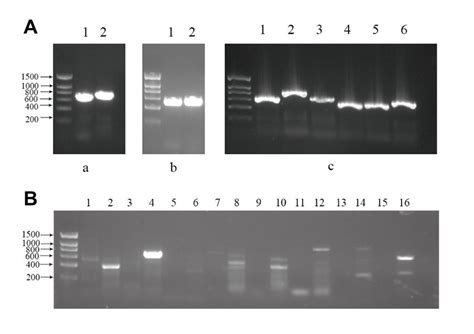 A Detection Of Each Segment Of Segmented Rna Viruses A Xiangshan Download Scientific