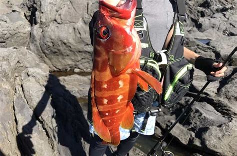 【大人気のハタゲームを解説】コツさえ掴めば簡単！アカハタandオオモンハタ狙いのポイント Tsuri Hack 釣りハック