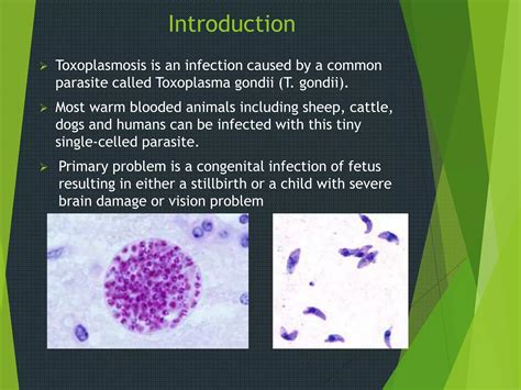 Toxoplasmosis Pptx