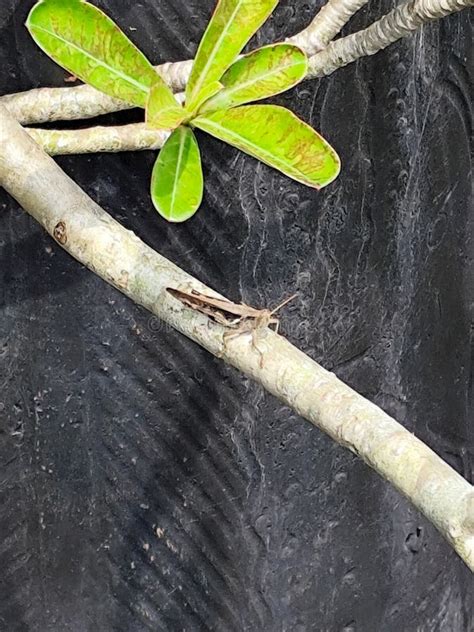grasshoppers on frangipani branches stock image image of scene