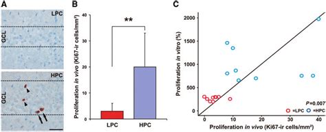Analysis Of Proliferating Cells In The Dentate Gyrus Of Lpc And Hpc Download Scientific Diagram