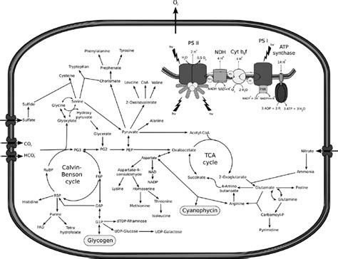 An Overview Of Metabolic Pathways And Reactions Included In The