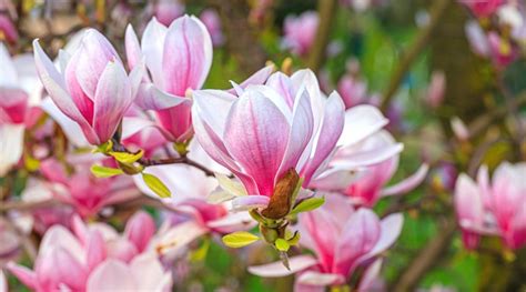 Different Types Of Pink Flowering Magnolia Tree Varieties