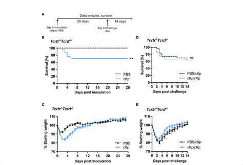 Inoculated Tcrb Tcrd Mice Are Not Protected Against Ckp Download Scientific Diagram