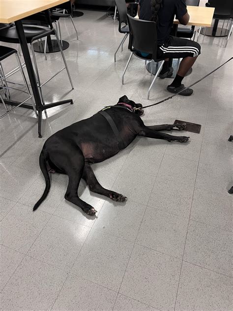 This Absolute Chonker Of A Good Boi Rabsoluteunits