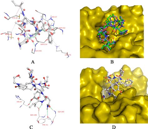 Binding Modes Of Ligands And α Chymotrypsin By Molecular Docking Download Scientific Diagram
