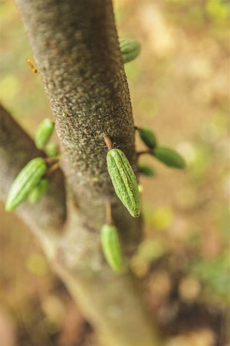 Young Cocoa Tree In Nursery Stock Image Image Of Environment Botany 196410469