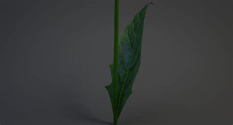 현실적인 카모마일 꽃 3d 모델 39 Fbx Max Obj Free3d