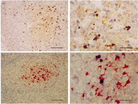 Prp Sc Deposition Within Follicular Dendritic Cells Fdc Of B Follicle