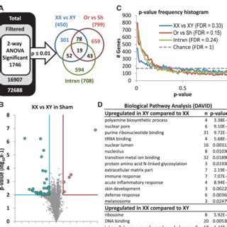Sex Chromosome Complement Sex Hormones And An Interaction Between Download Scientific Diagram