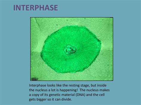Cell Division Ppt Download