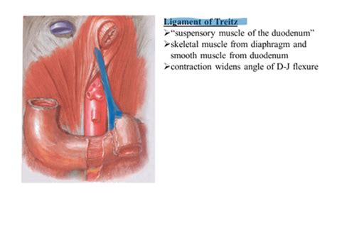Upper Gi Bleeding Aetiology Pathophysiology Clinical Features Flashcards Quizlet