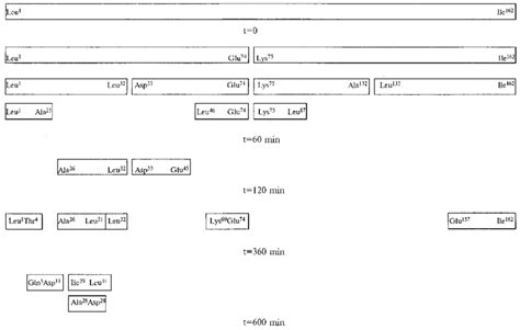 Major Components Of The Proteolytic Reaction As It Was Simulated By