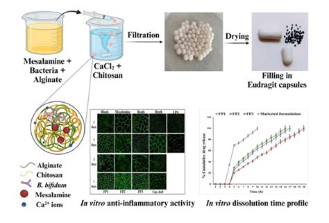 Formulation Characterization And In Vitro Evaluation Of Mesalamine And Bifidobacterium Bifidum