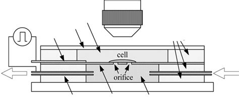 Experimental Set Up Not To Scale Download Scientific Diagram