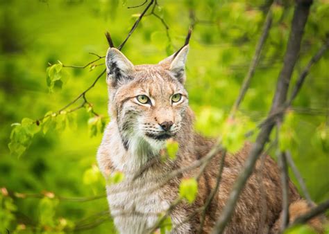 Eurasian Lynx 2025 Incredible Facts Habitat Diet And More